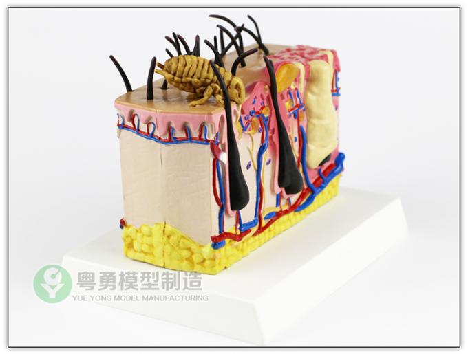 Anatomical Dog Model Canine Dog Mites Skin Type 16.5x13x14cm Anatomical Dog Model Canine Dog Mites Skin Type 16.5x13x14cm
