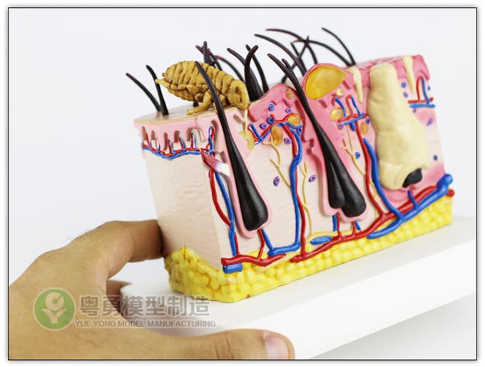 Anatomical Dog Model Canine Dog Mites Skin Type 16.5x13x14cm PVC Material Anatomical Dog Model Canine Dog Mites Skin Type 16.5x13x14cm PVC Material